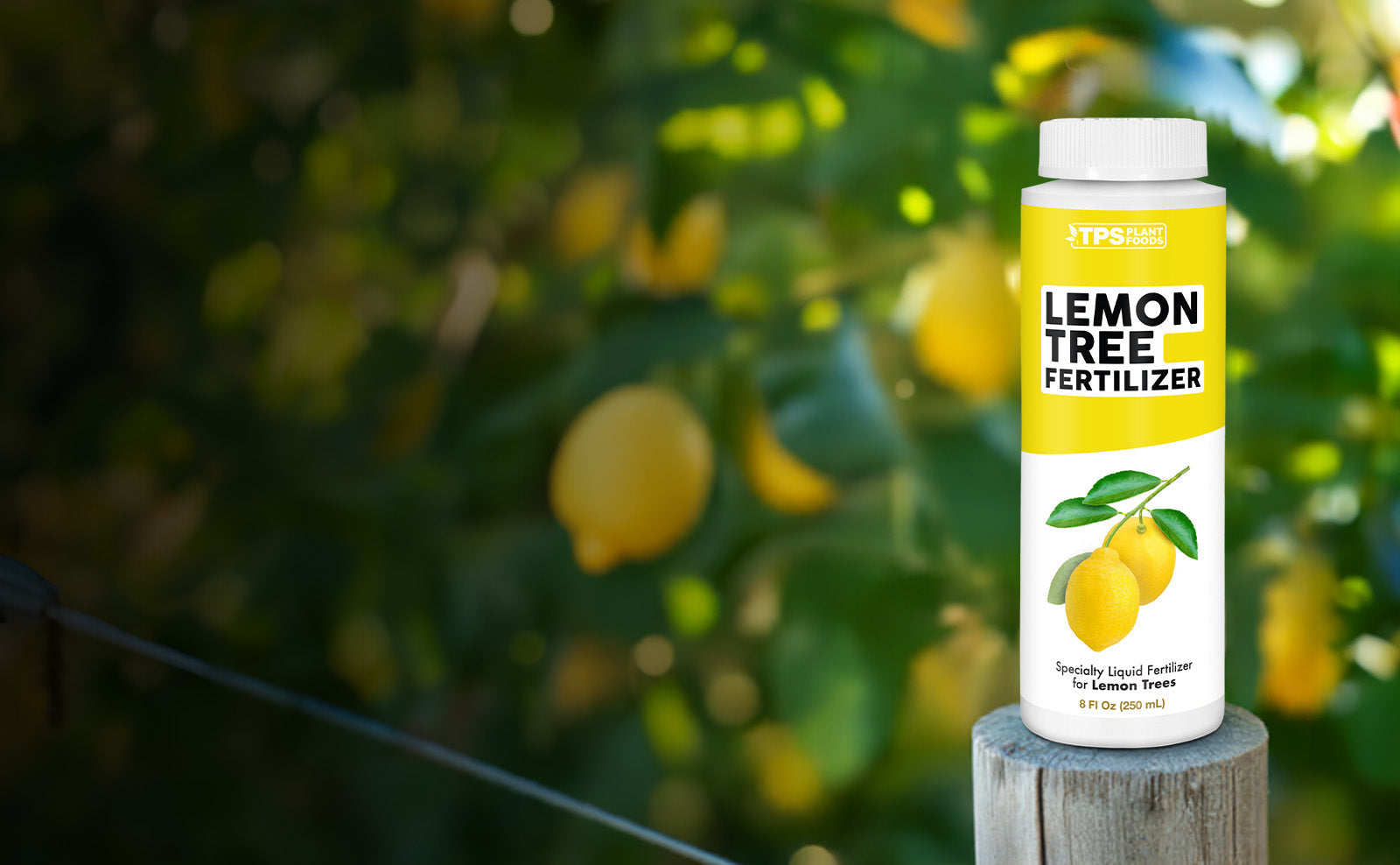 How to Grow Lemon Tree (Citrus Lemon) – TPS Nutrients